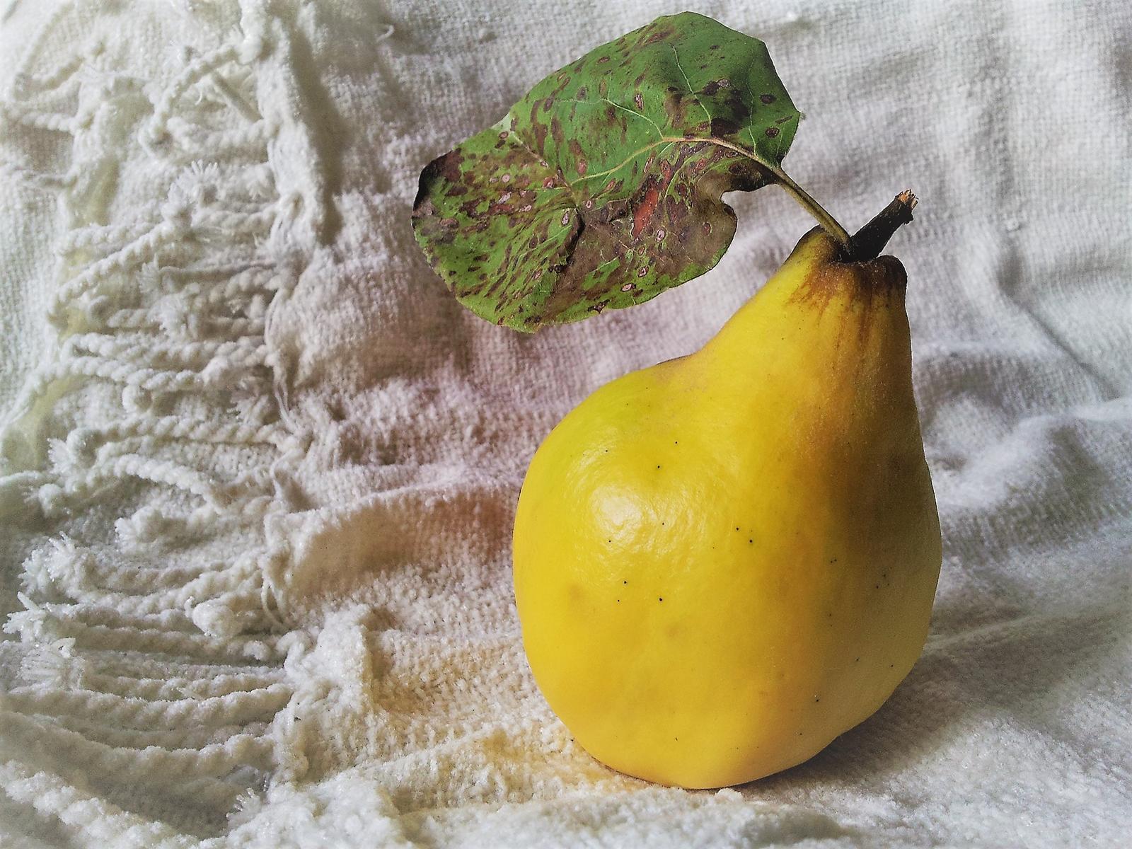 Die Quitte – Zauber der geheimnisvollen Herbstfrucht – rawvegangreen